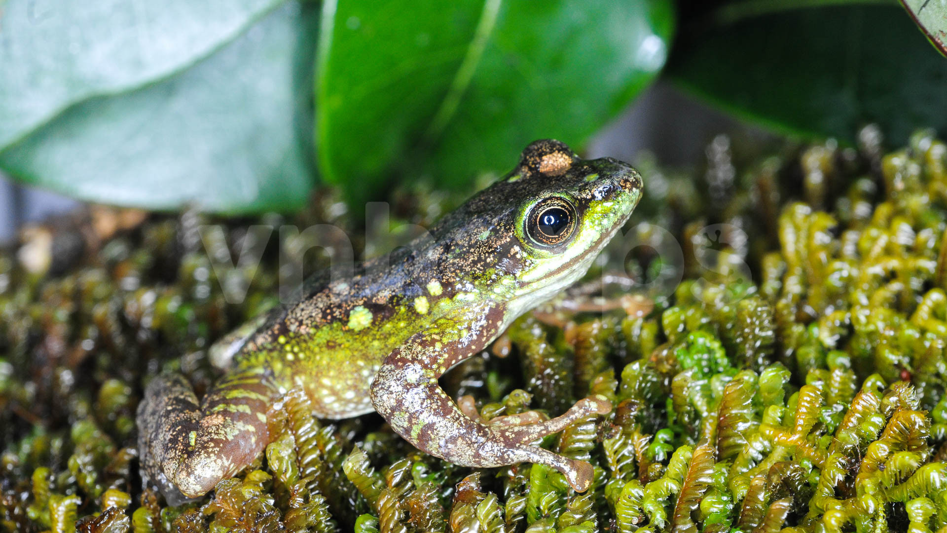 Amolops minutus