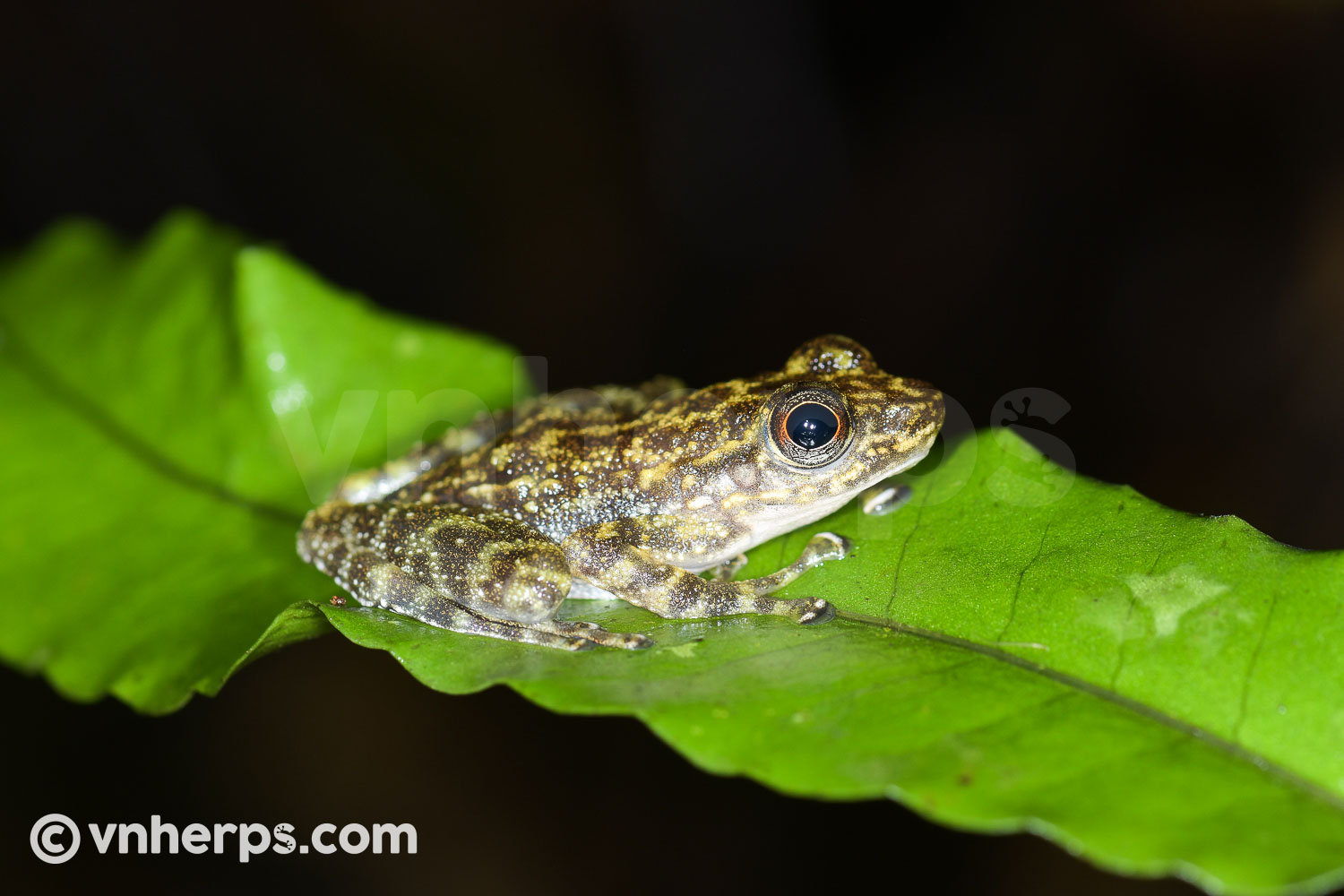 Amolops cremnobatus