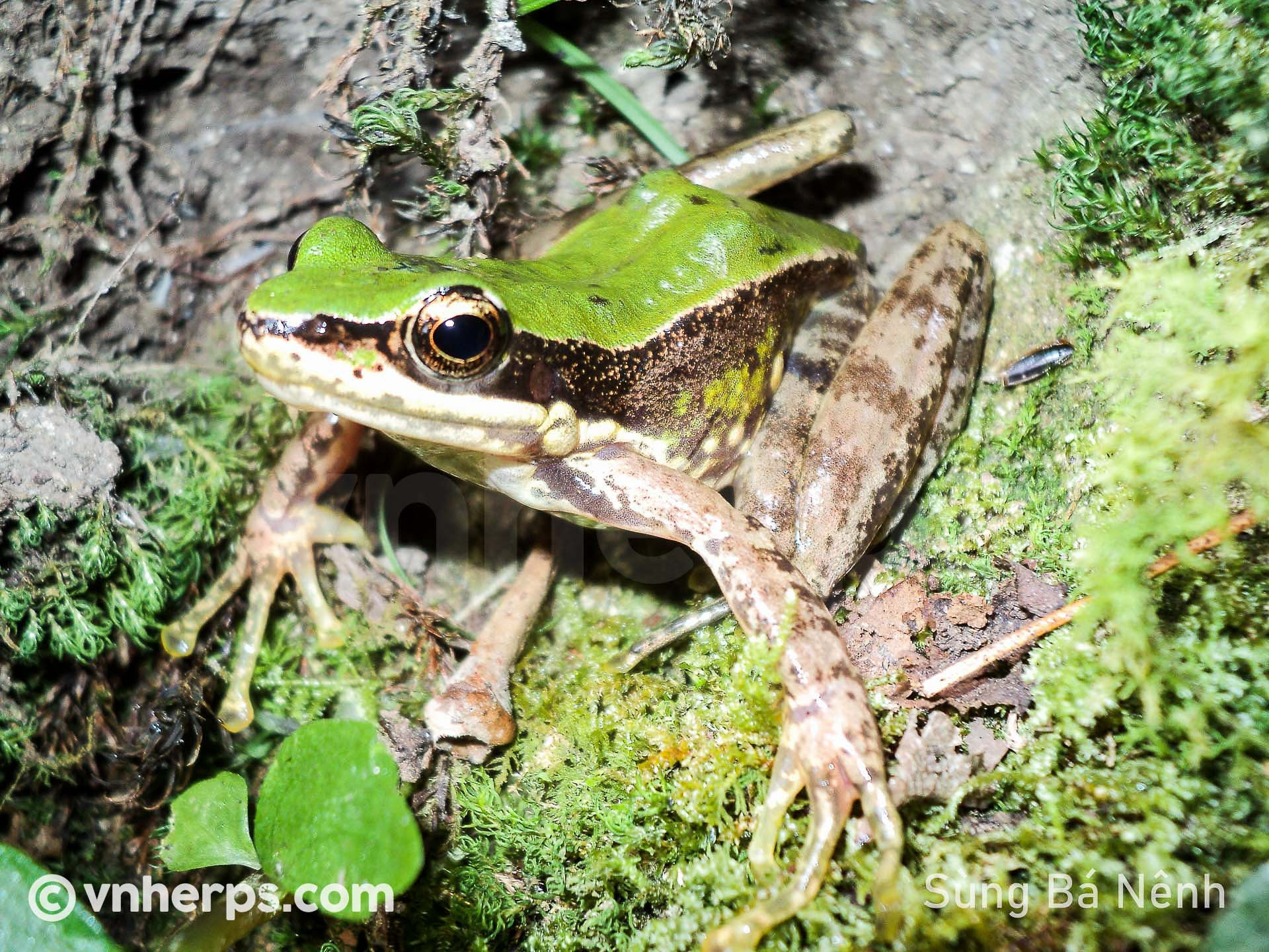 Amolops cucae