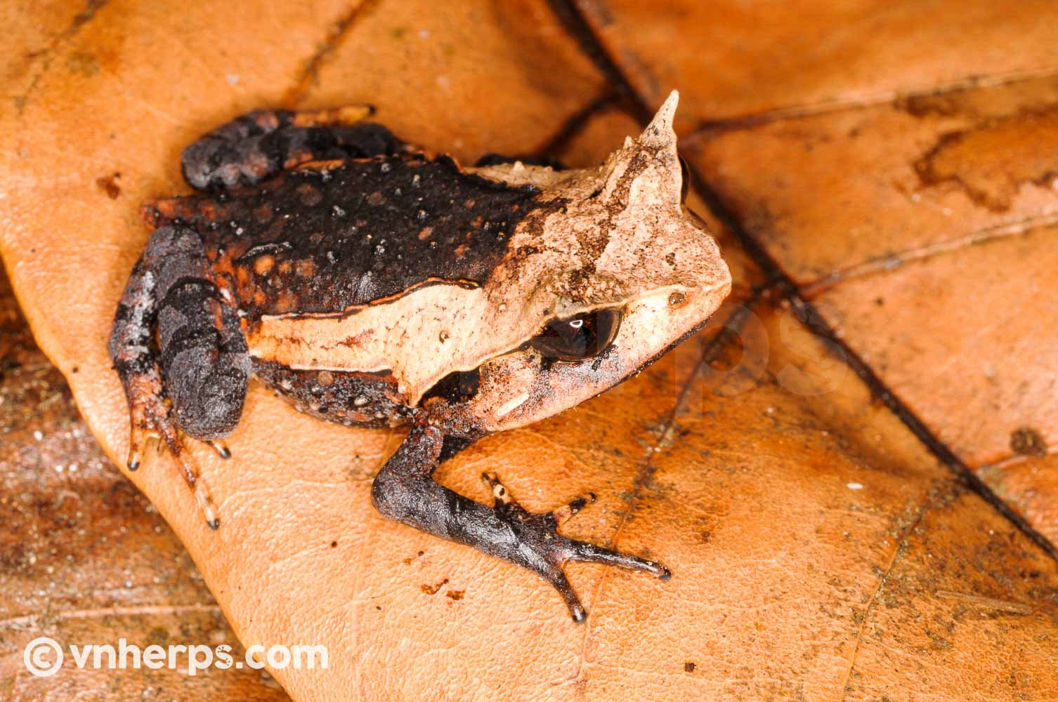 Megophryidae