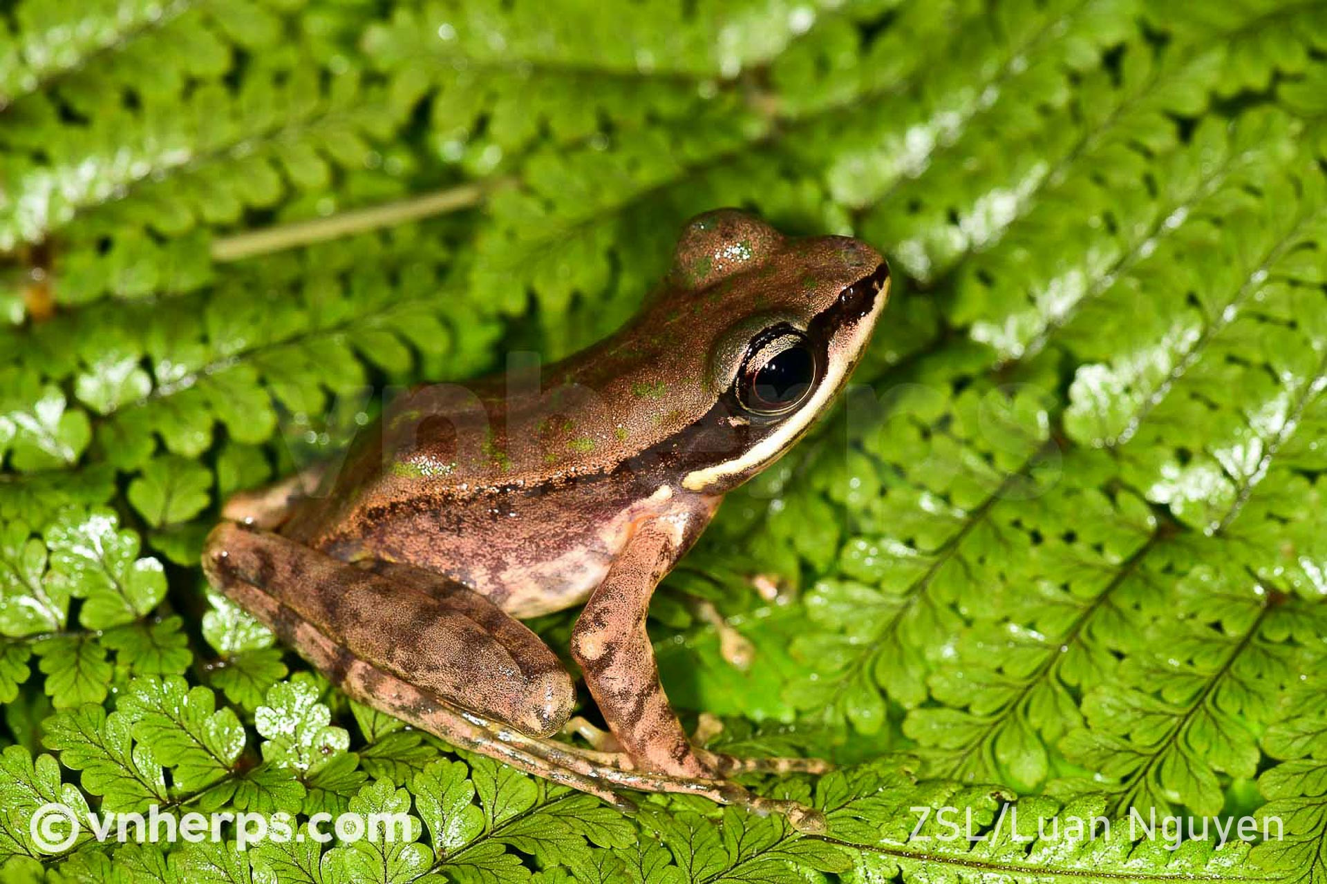 Amolops chunganensis