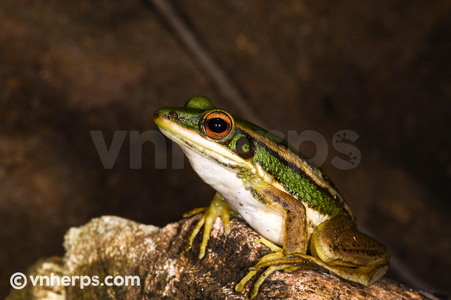 Giống Ếch nhái – Hylarana