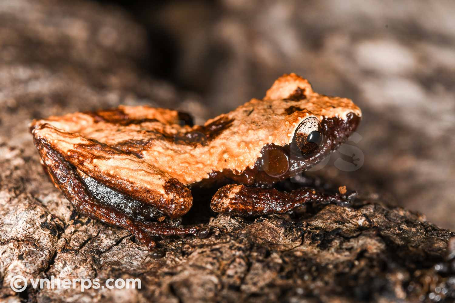 Theloderma palliatum