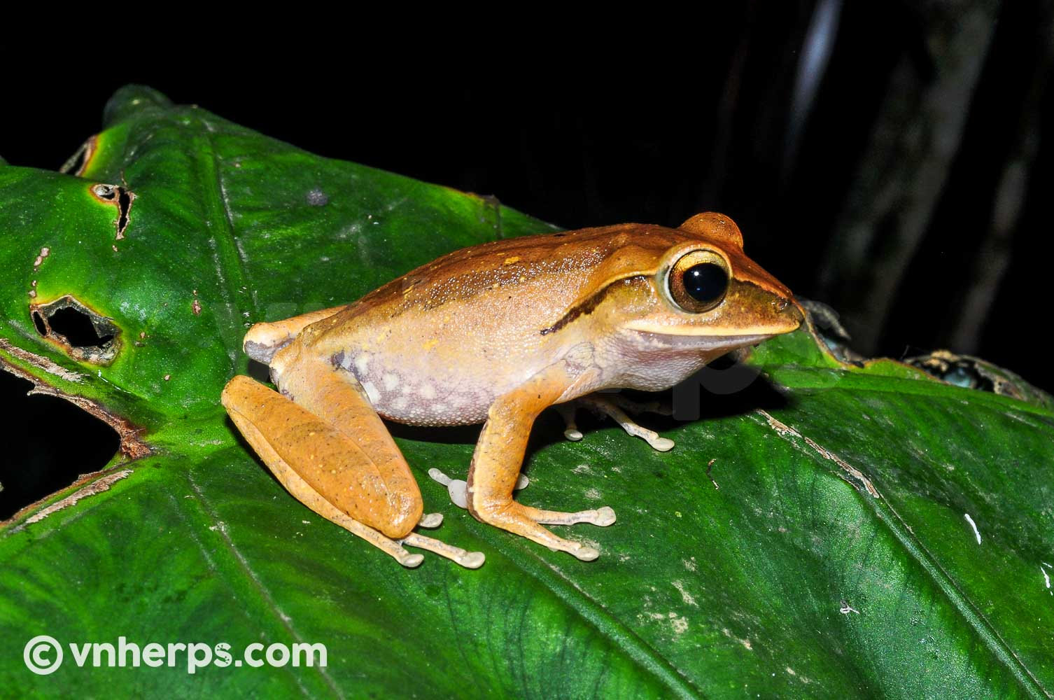 Polypedates megacephalus