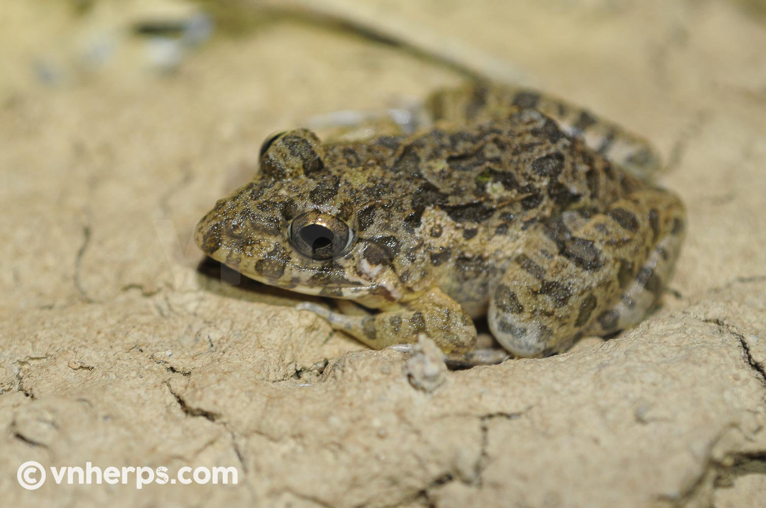 Fejervarya limnocharis