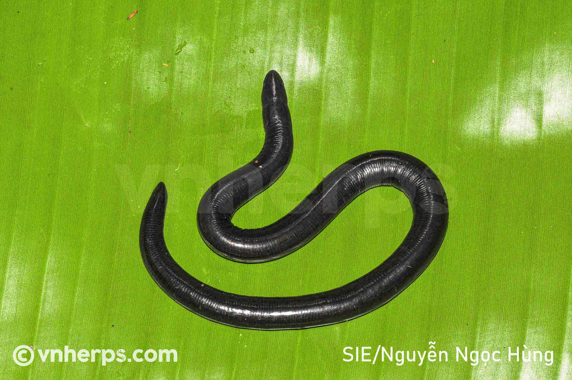 Ichthyophis catlocensis