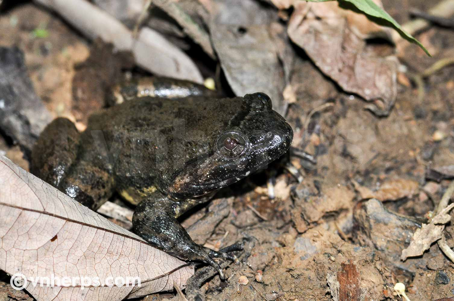 Giống Ếch nhẽo – Limnonectes