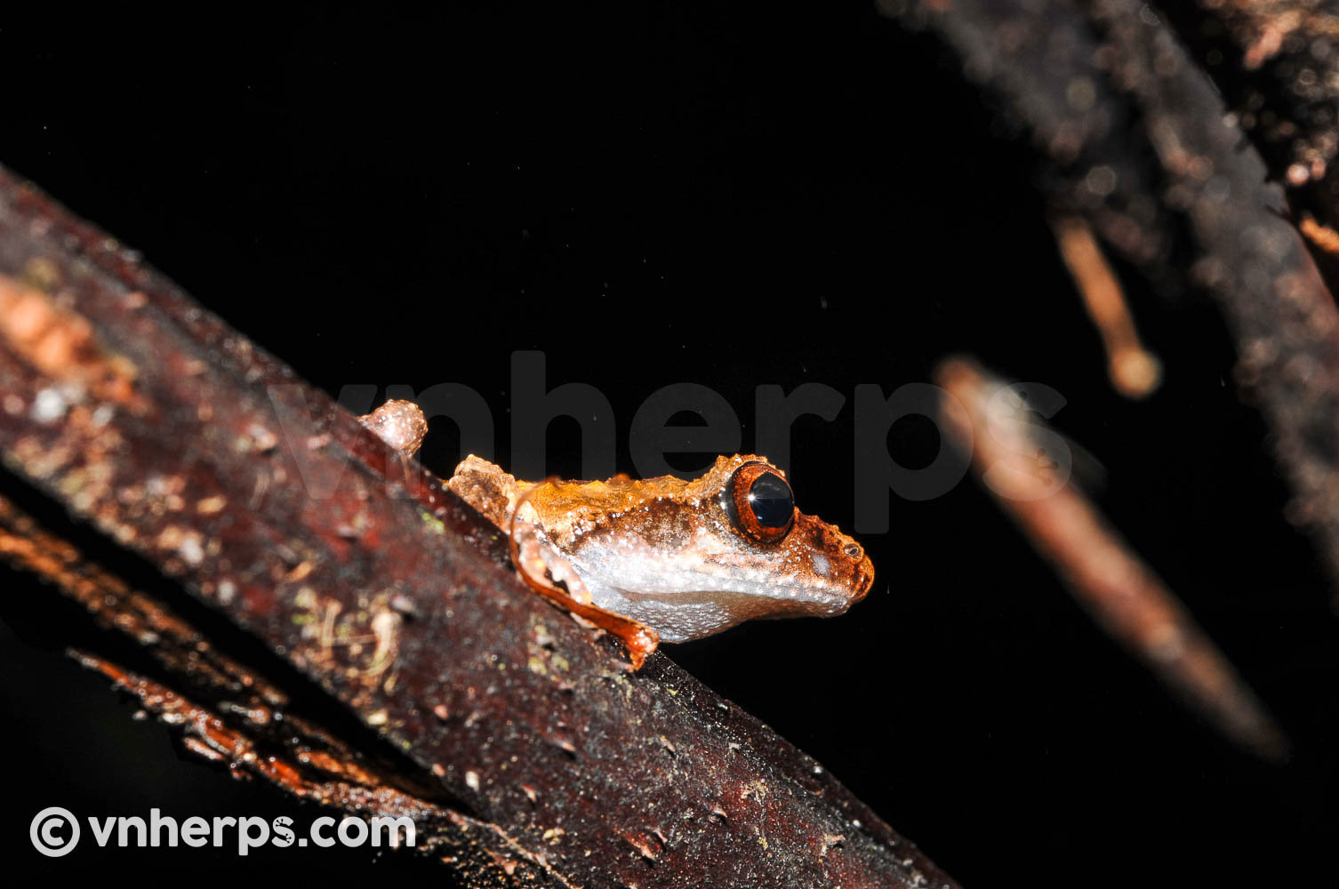 Theloderma truongsonense