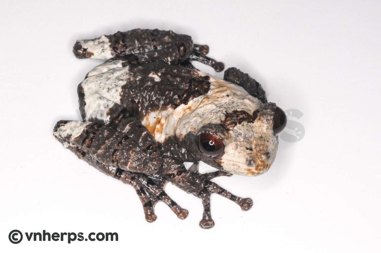 Giống Ếch cây sần – Theloderma