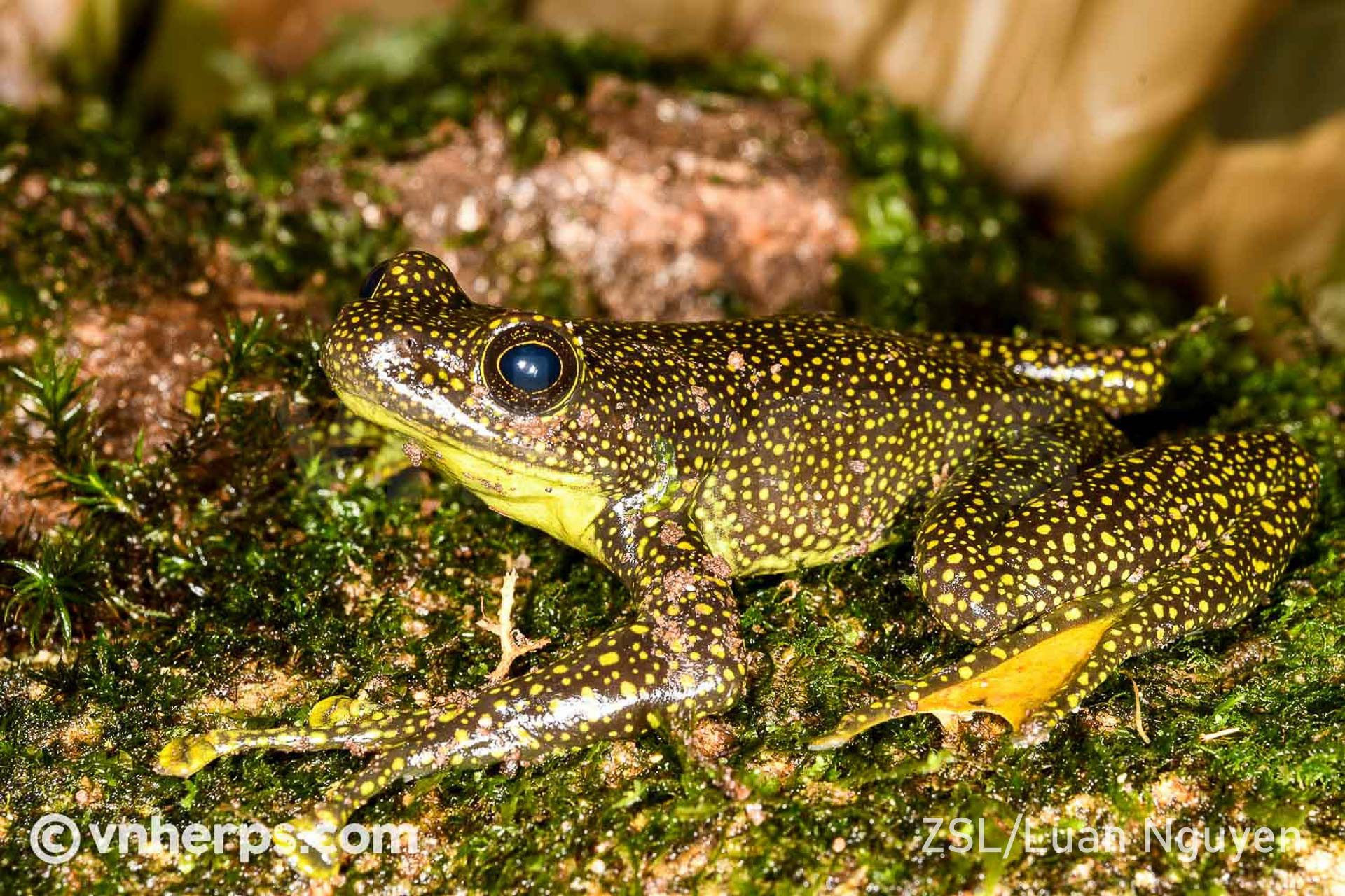 Amolops splendissimus