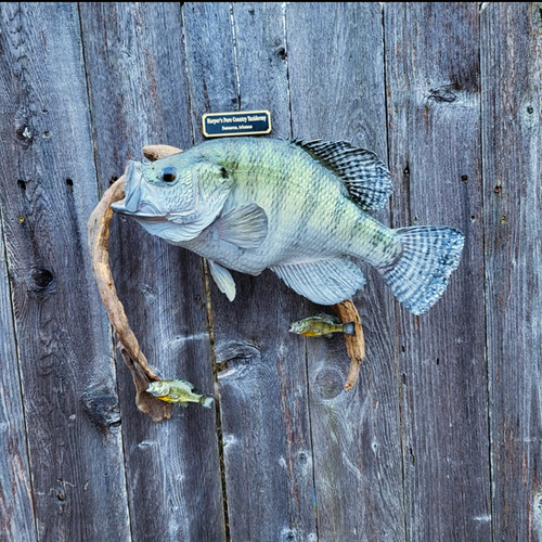 Arkabutla Lake (Mississippi) Crappie Replica | Harper's Taxidermy
