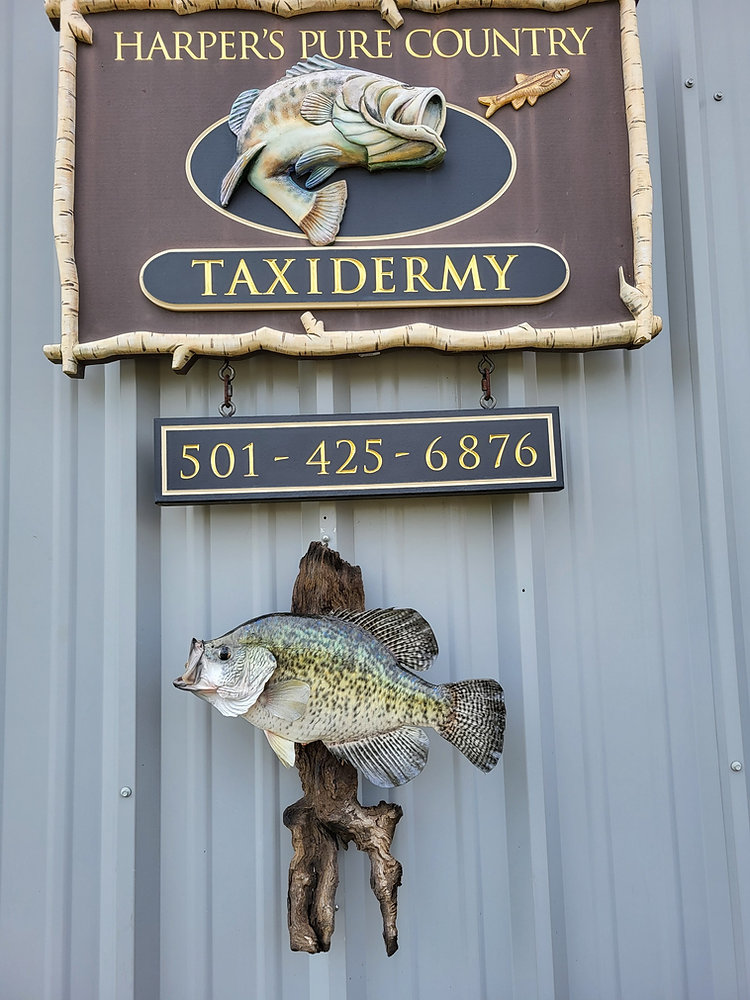 4.20 lb Crappie 18inx17.25in measurementshttps://static.wixstatic.com ...