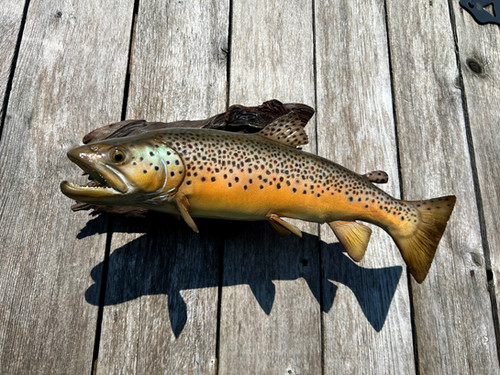 Arkansas Spring River Brown Trout Exclusive | Harper's Taxidermy