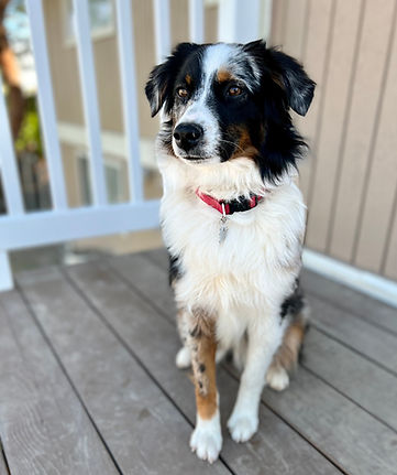 Rafter 22 Aussies | Mini Aussies Washington