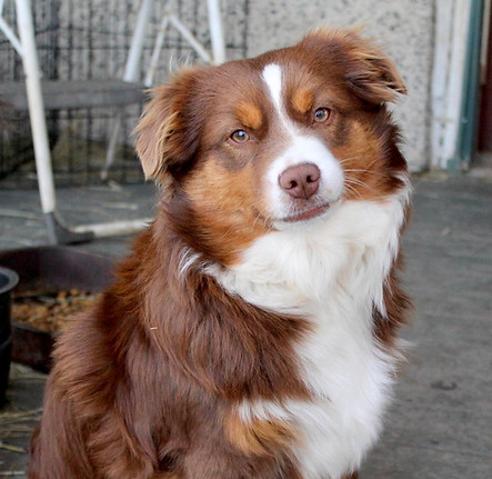 Rafter 22 Aussies | Mini Aussies Washington