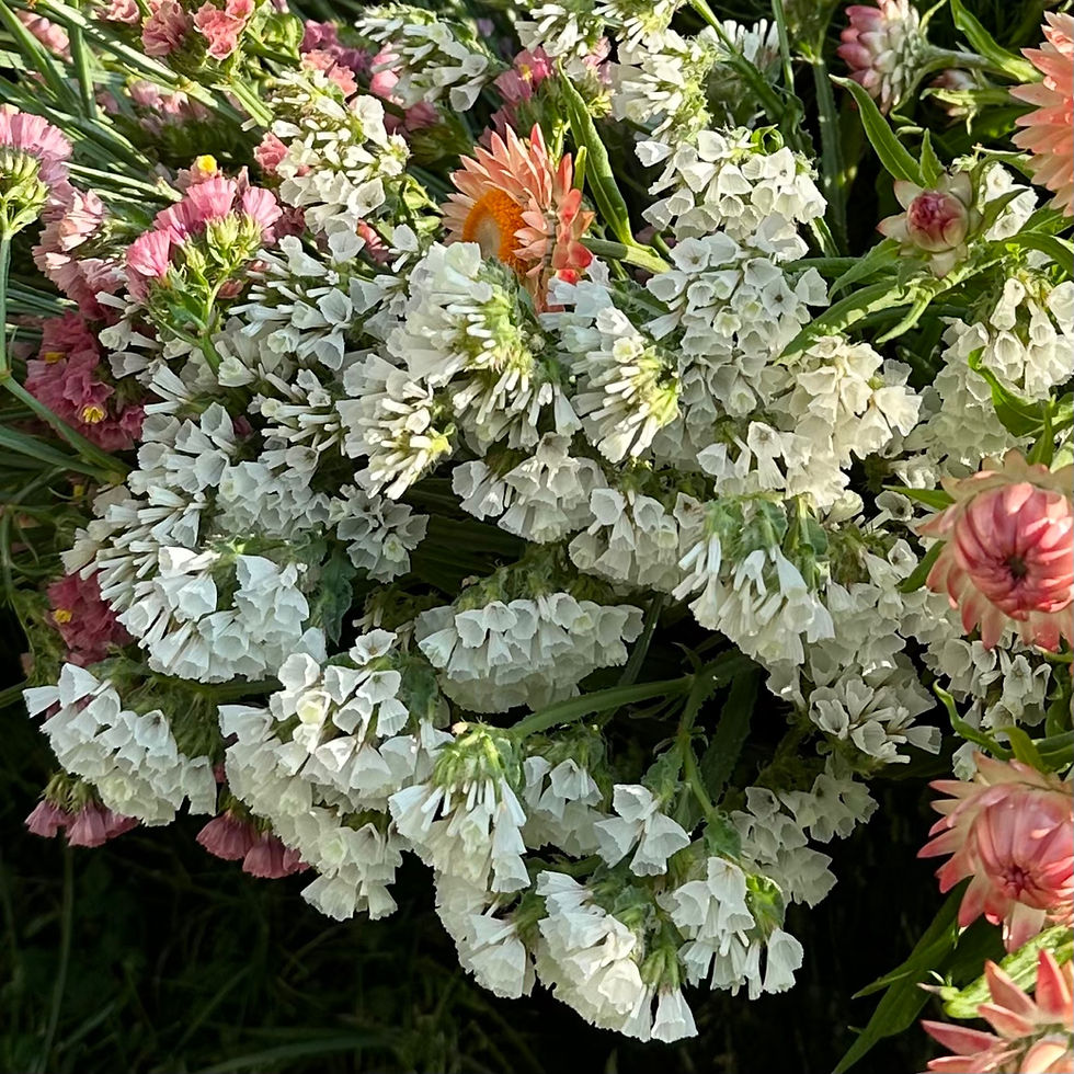 Statice ‘Forever Silver’ 3.5” pot | Happy In The Dirt