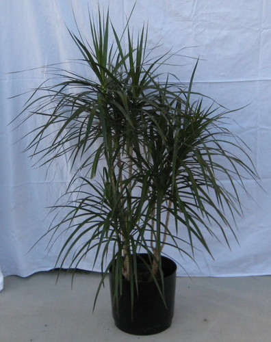 Dracaena Marginata | Spring Valley Floral