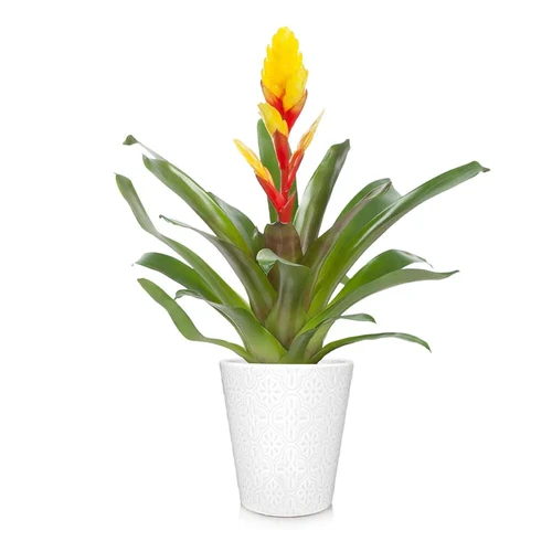 Bromeliad | Spring Valley Floral