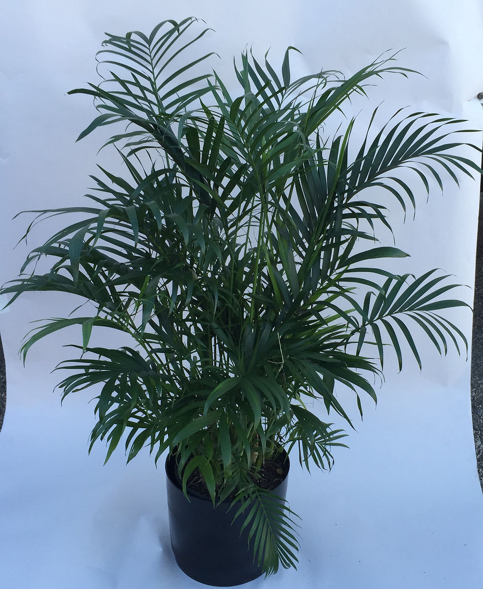 Products | Spring Valley Floral