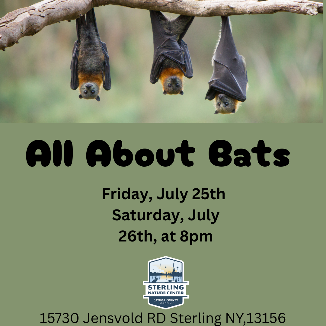 All about Bats | The Friends Of The S
