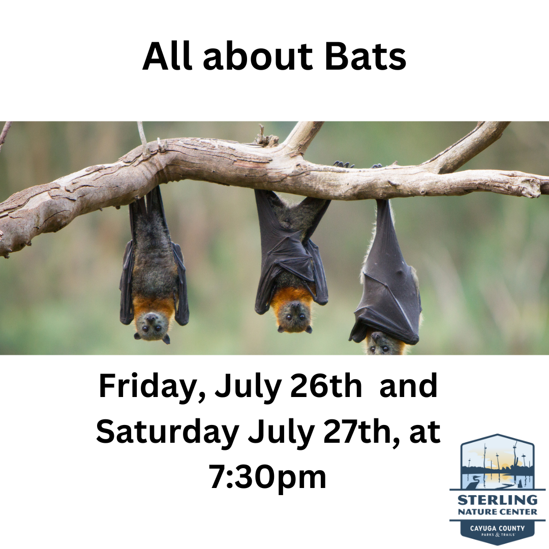 All about Bats | The Friends Of The S