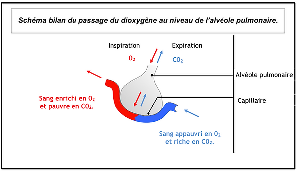 La respiration | Les SVT à Montaigne
