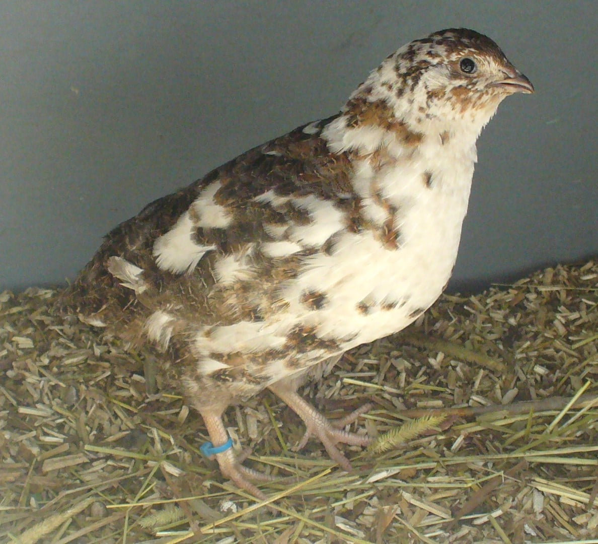 Progressive Pied