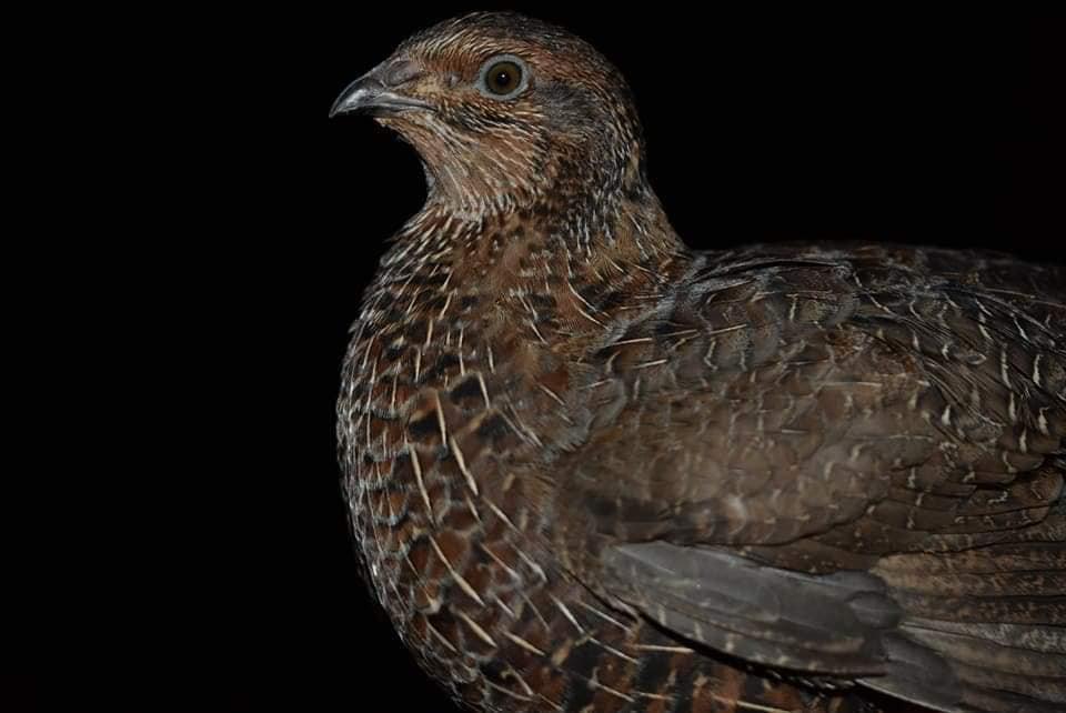 Extended Brown