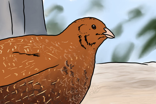 Poorly Drawn Pets | Pips 'n Chicks