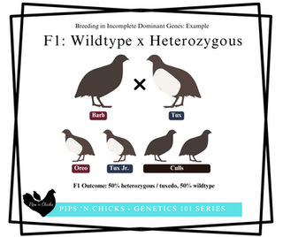incomplete dominance inheritance examples