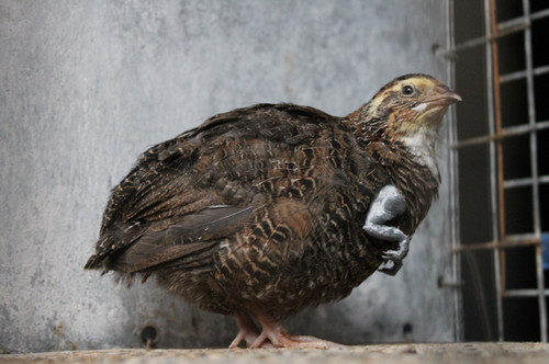 Quail T-Rex Arms | Pips 'n Chicks