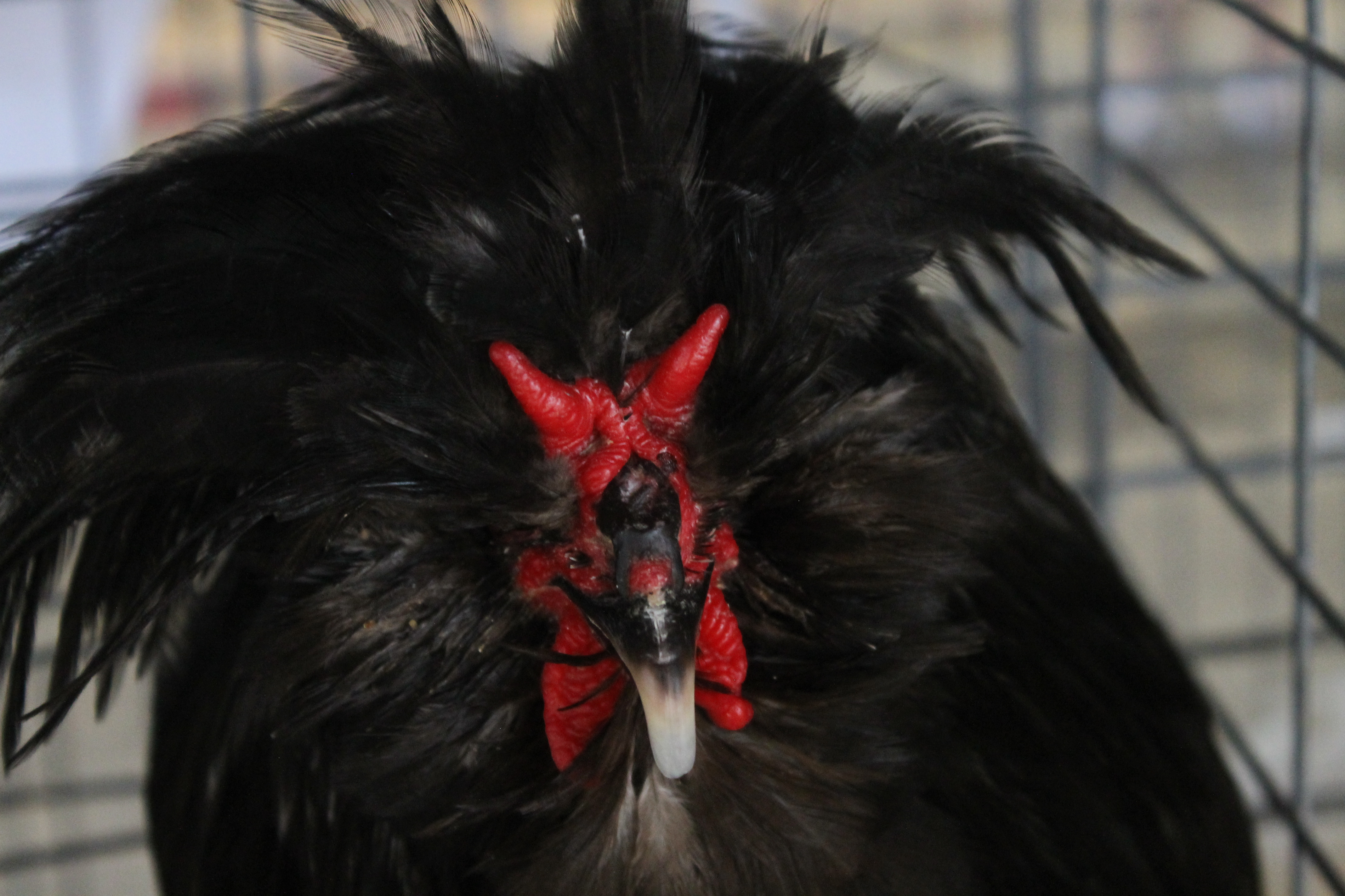 deformed chicken comb
