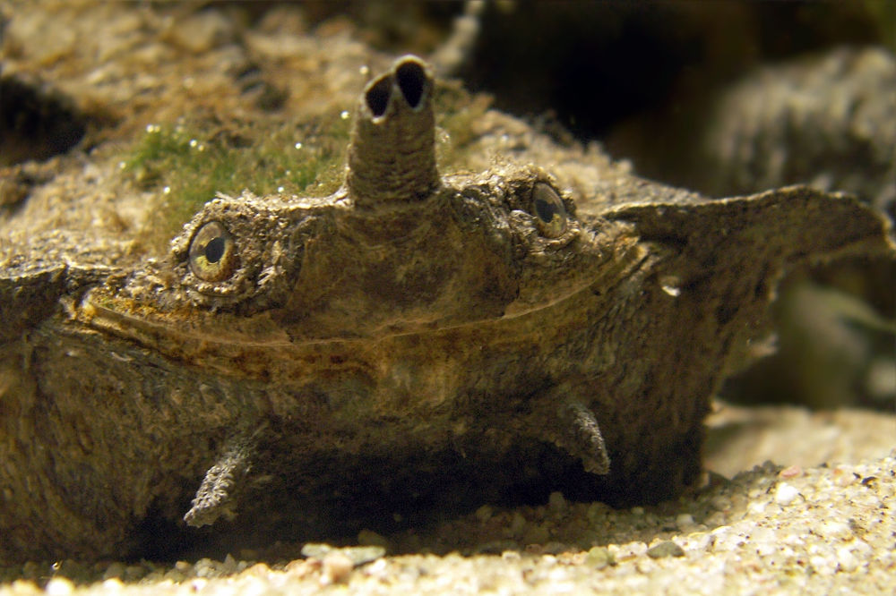 Saving the weird and wonderful matamata turtle