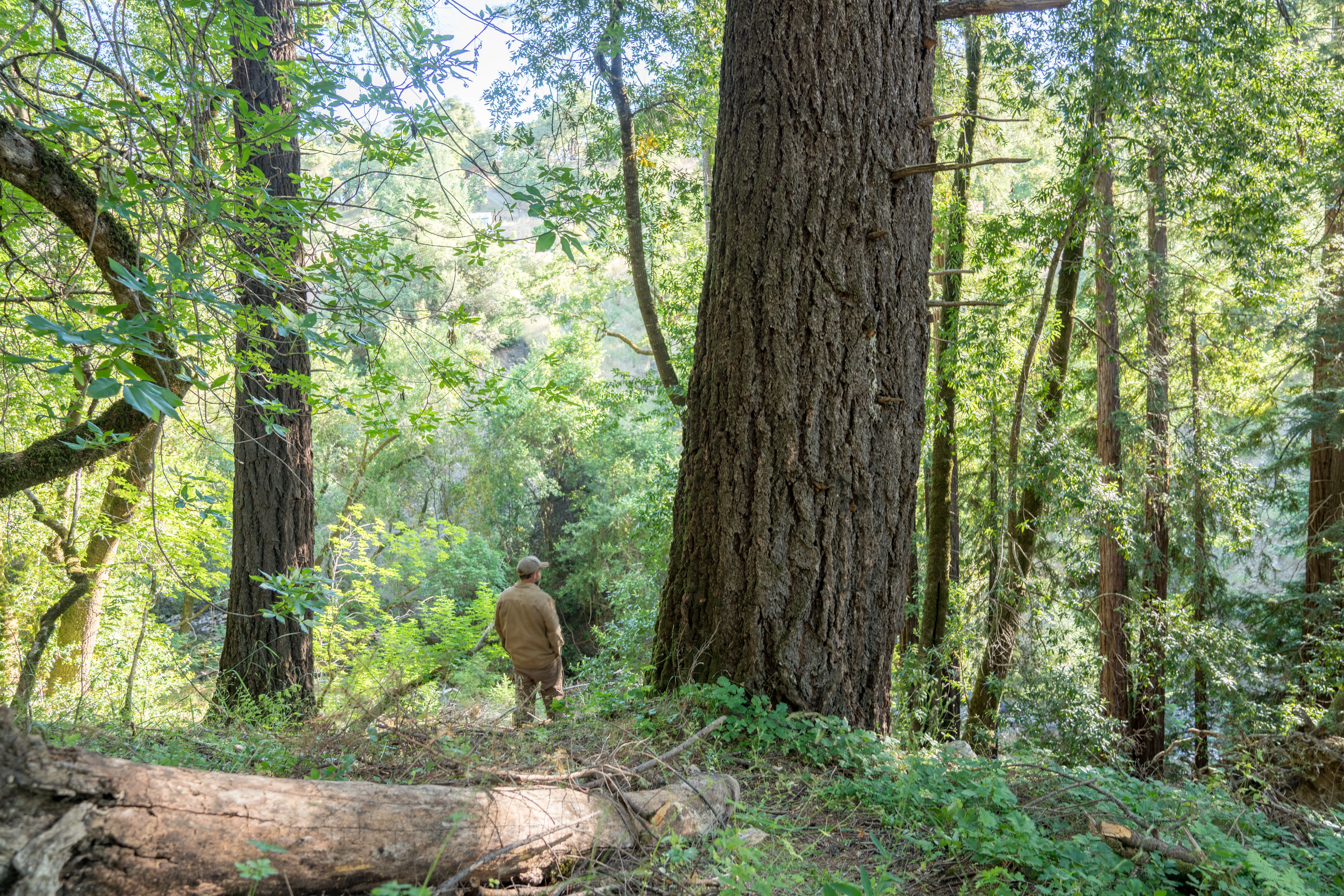 GALLERY | goldencuphomestead