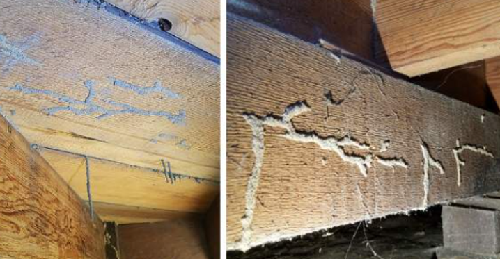 What Do Termite Inspectors Look For what-do-termite-inspectors-look-for