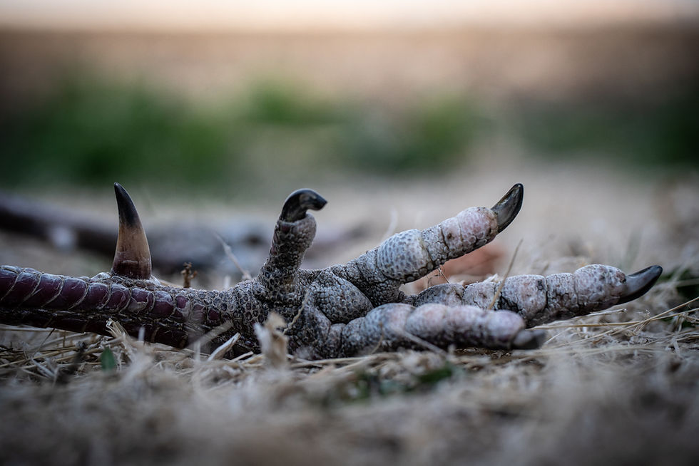 Spring Turkey Hunting in the South