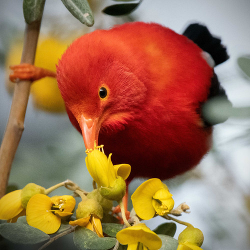 ʻIʻiwi in the Māmane | Stickman Hawaiʻi