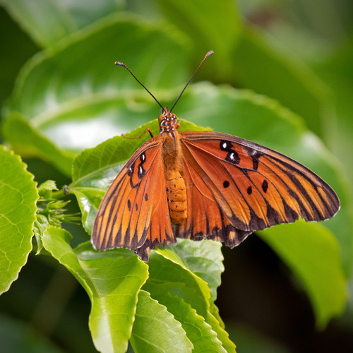 Gulf Fritillary Butterfly | Stickman Hawaiʻi