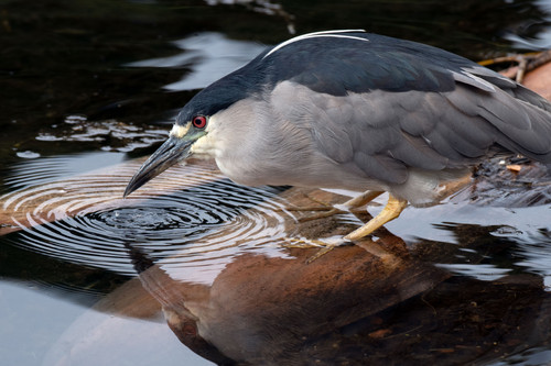 ‘Auku‘u with Reflection | Stickman Hawaiʻi