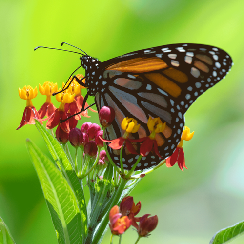Monarch Butterfly | Stickman Hawaiʻi