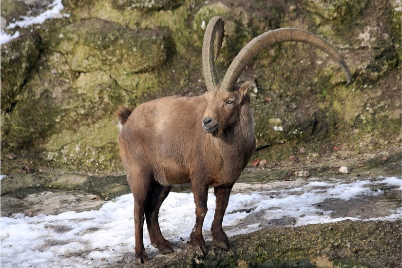 Alpine Ibex | 777 Ranch