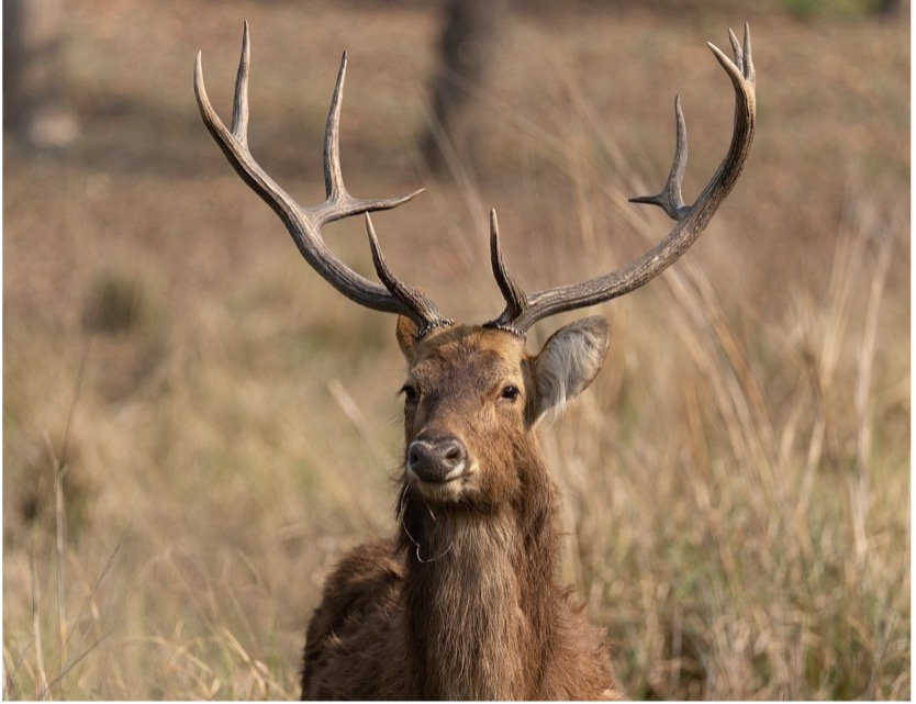 Barasingha | 777 Ranch