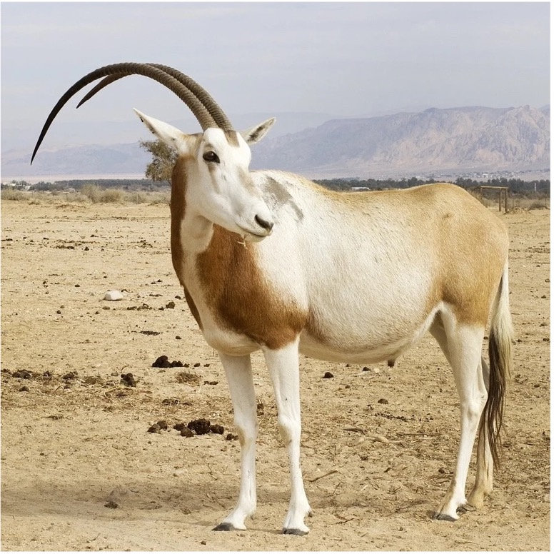Scimitar Horned Oryx | 777 Ranch