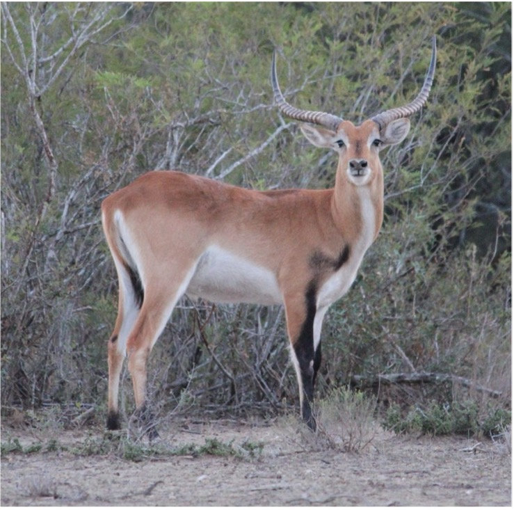 Kafue Lechwe | 777 Ranch