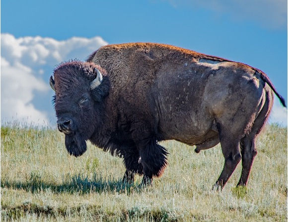 American Bison Bull | 777 Ranch