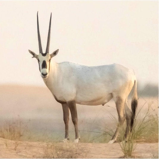 Arabian Oryx | 777 Ranch