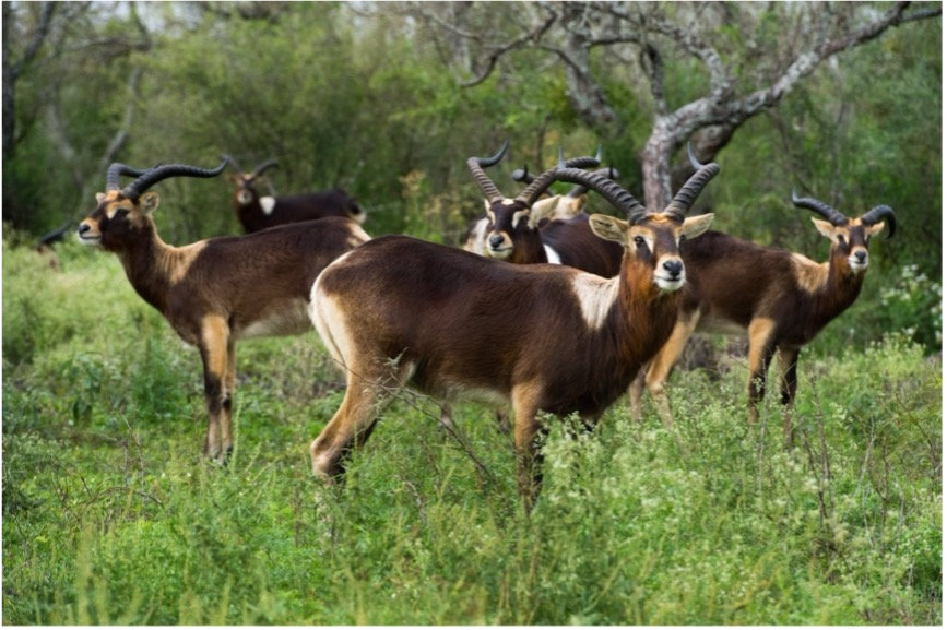 Nile Lechwe | 777 Ranch