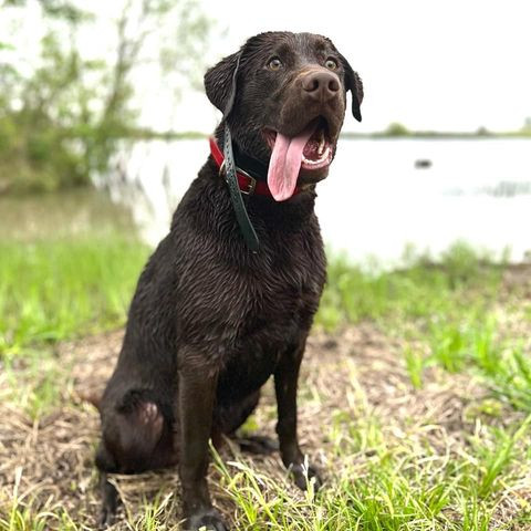 Blank Page | Travis’ Chocolate Labradors