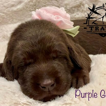 Blank Page | Travis’ Chocolate Labradors