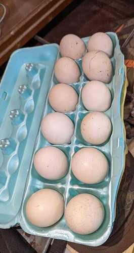 Ayam Cemani Hatching Eggs | Beards Bird Farm